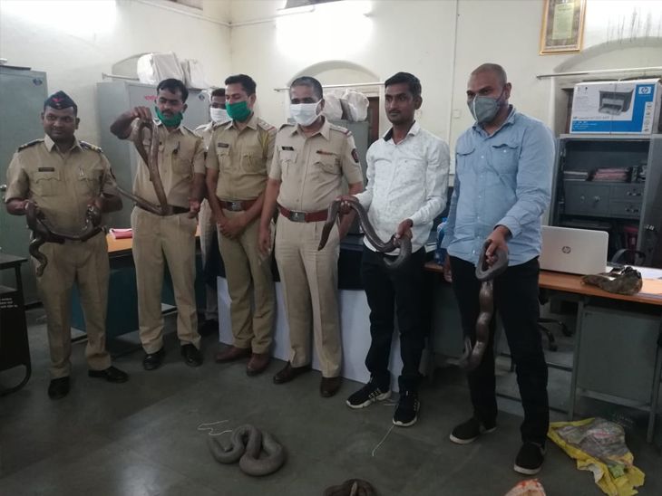 Six Earth Boa/ Red Sand Boa (Mandul snakes) over one crore rupess ...