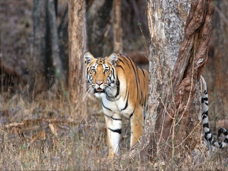 high alert in india's 50 tiger reserves due to corona virus outbreak ...