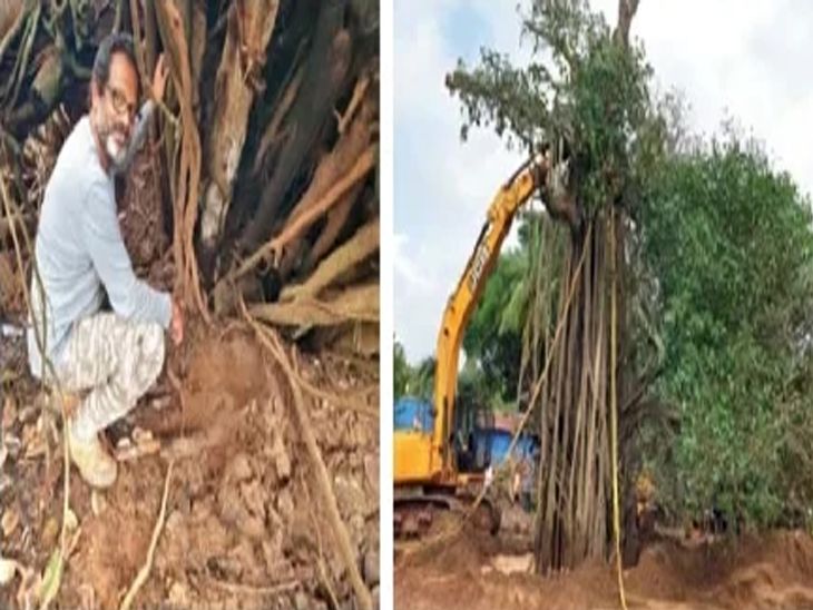 Wata Foundation doing rehabilitation of emerging mahogany trees, so far ...
