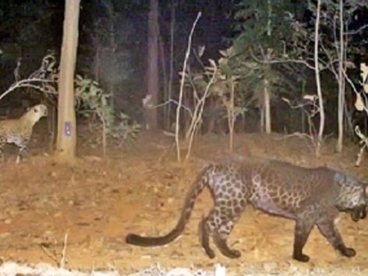 Free circulation of rare 'Baghira' and 'Rusty Spotted Cat' in Vidarbha ...