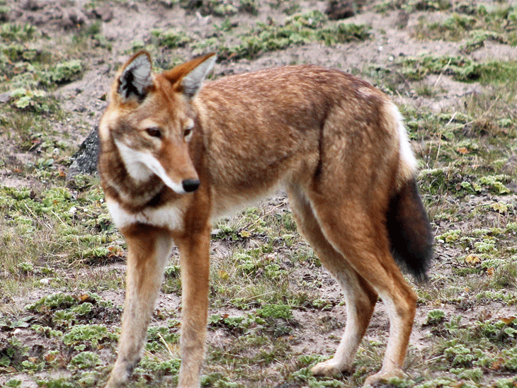 Wolves need cannibal distemper, dogs need to be monitored | Marathi ...