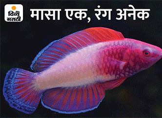 Scientists discover beautiful new rainbow-colored fish 200 feet below ...