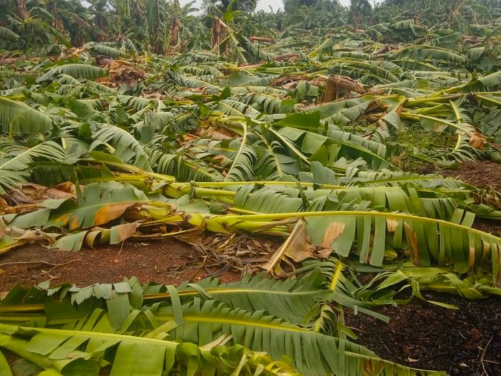 Hit the banana crop; Hundreds of acres of orchards in various parts of ...