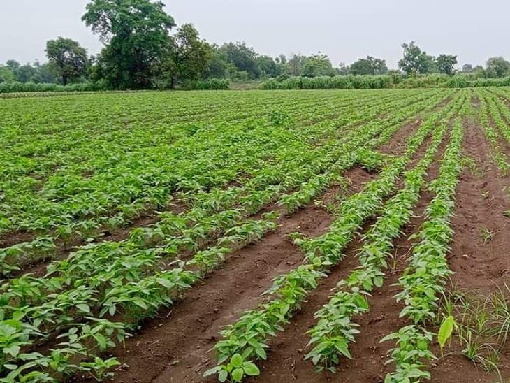Distribution of 2310 quintals of seeds on subsidy under soybean value ...