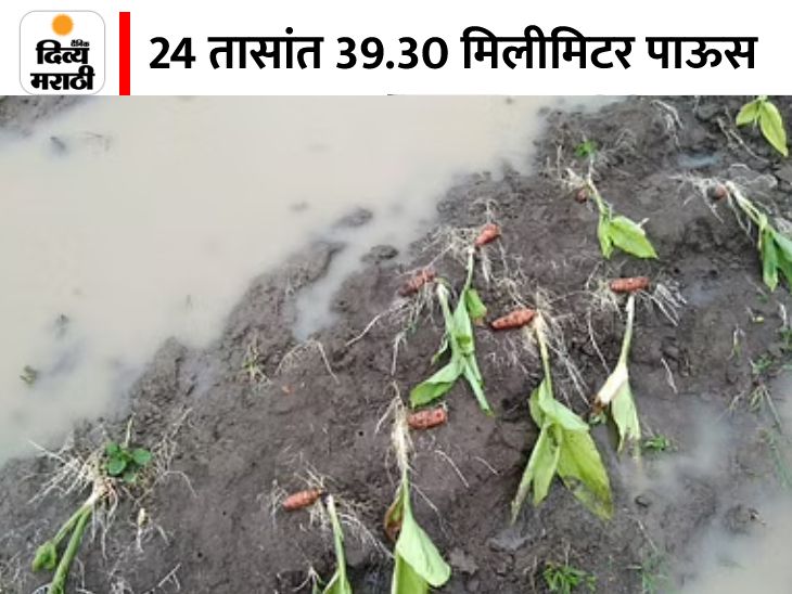 7 gates of Isapur dam opened by 30 cm, rivers, streams flooded, crop ...