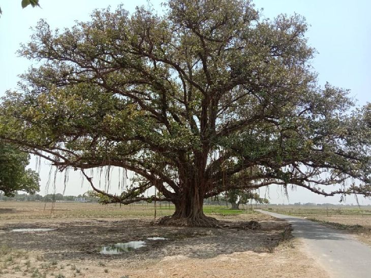 77 lakh tree plantation target in the district; Forest department ...