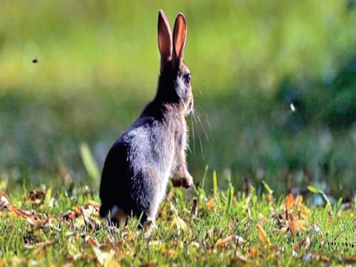 Australia received 24 rabbits from England 150 years ago, now 20 crores ...