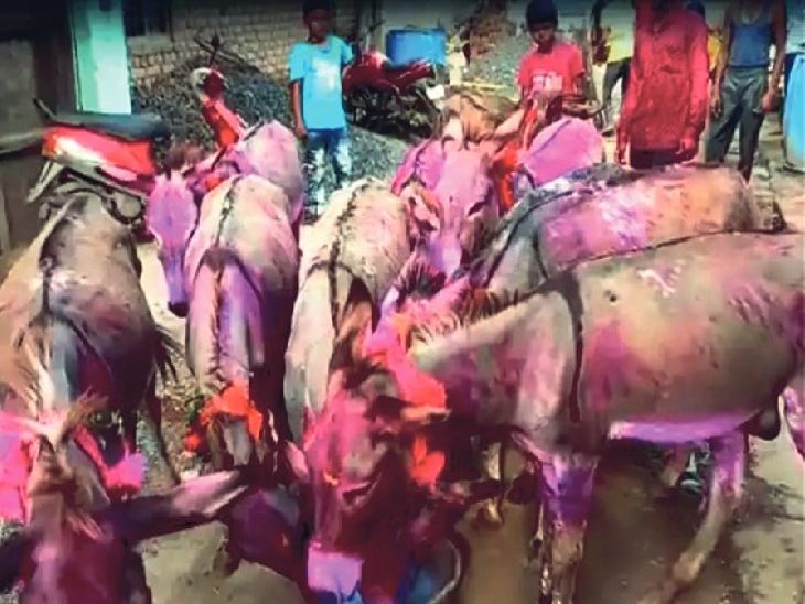 Along with the bull, the donkey also gets the honor of standing in the ...