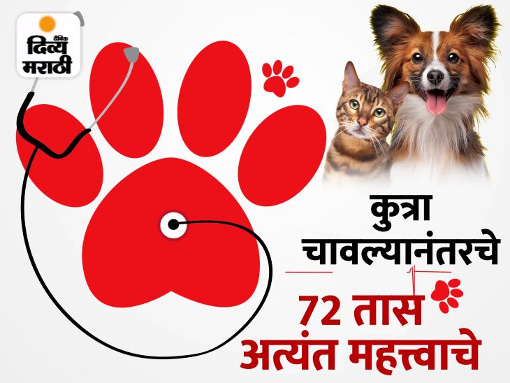 First 72 Hours Of Golden Hours To Rescue Goas 'Mission Rabies' Best ...