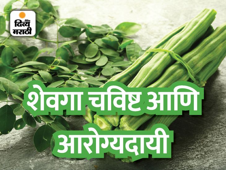 Drumstick tree (Shevga) From Root To Warp, It Is Beneficial. In ...