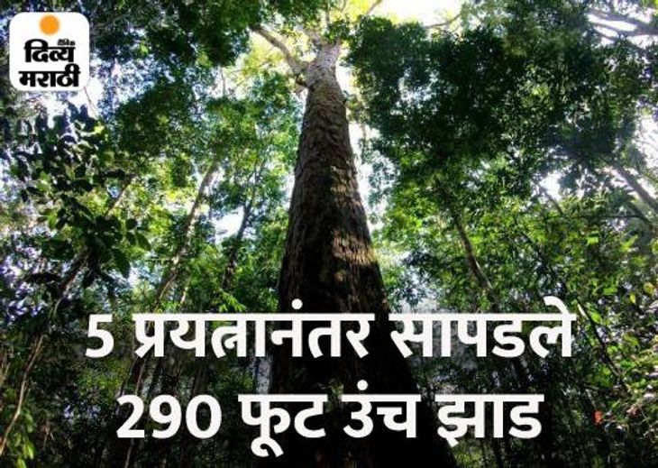 Largest tree found in Amazon rainforest |It took 3 years to find out ...