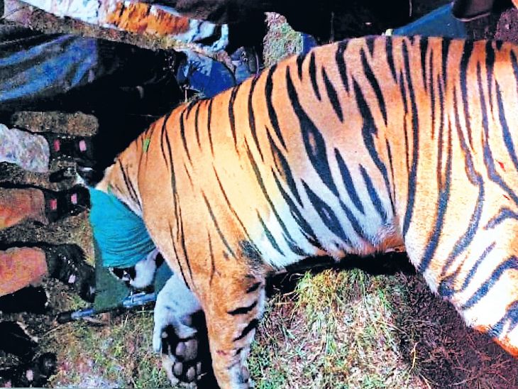 After watching through the night, the cannibal tiger is wounded by a ...