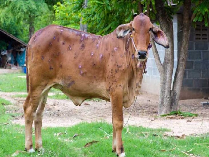 Bull dies at Nathra despite Lumpy vaccination; The vaccine was given at ...