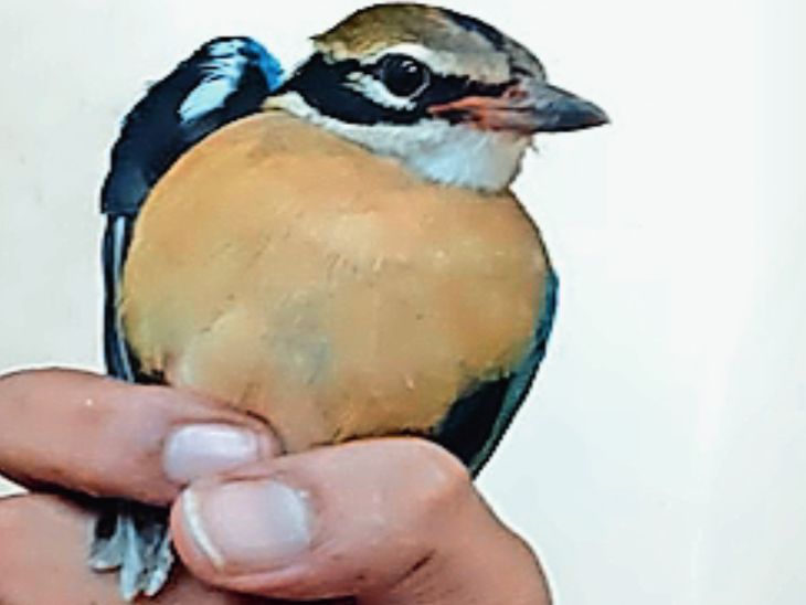 After six days of treatment, the healthy navrang bird is back in nature ...