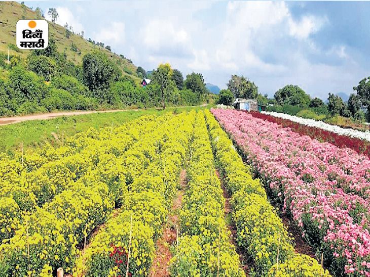 Shevanti carpets of more than 100 colors flourished overcoming ...