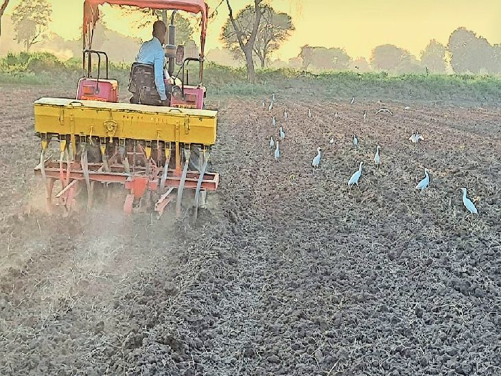 Increase in rabi planting in Bhokardan taluka; Return of rains boosts ...