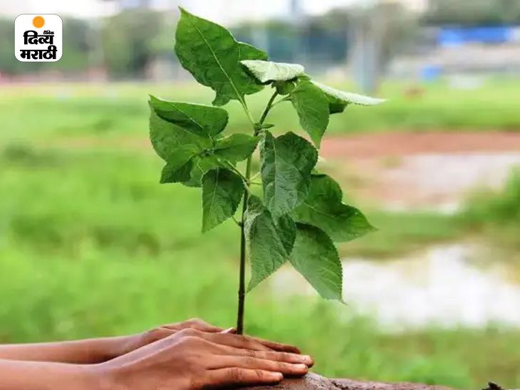 Only 800 trees planted in Paithan in 130 days, review of Aurangabad ...