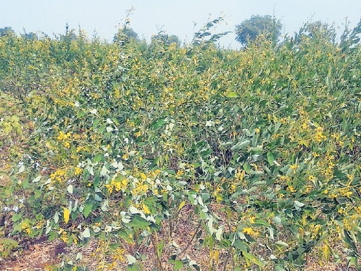 Infestation of larvae on turi due to cloudy weather| marathi news ...