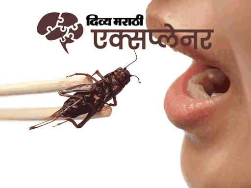 Insects Pain Research Explained; insects pain index | Science News ...