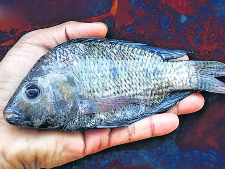 Other indigenous fish species found in India are swallowed by the ...