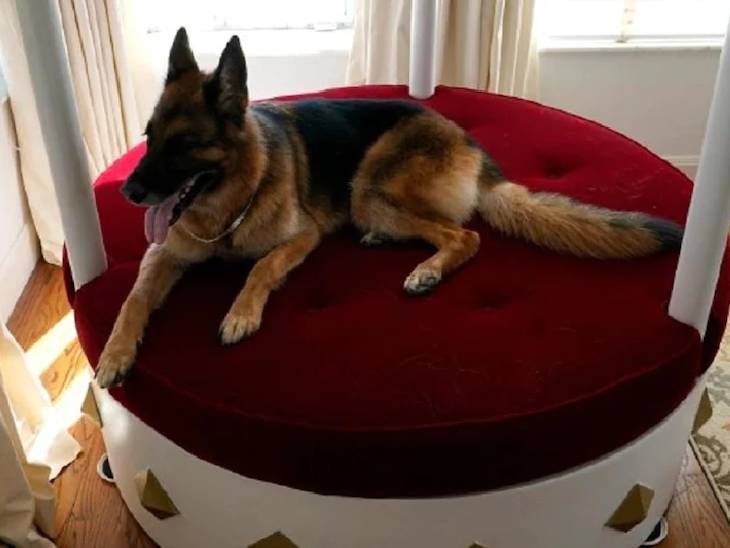Richest Pets Of The World; Dog Worth 4000 Crores, Cat Worth 800 Crores ...