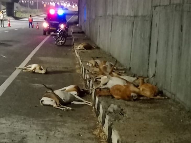 Solapur 12 blackbucks died after falling from a high bridge, deer fell from 30 feet after stray ...