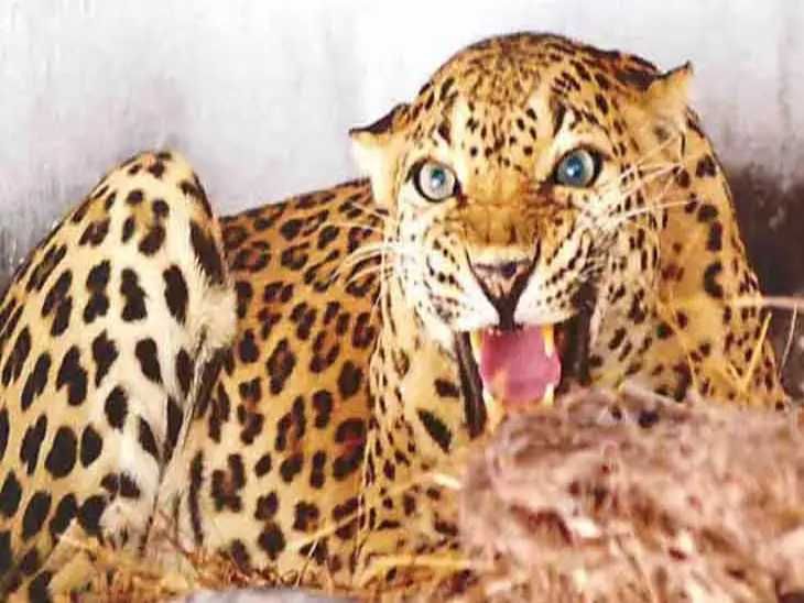 In Dhamori, a leopard destroyed the carcass of a calf | घटनास्थळाचा ...