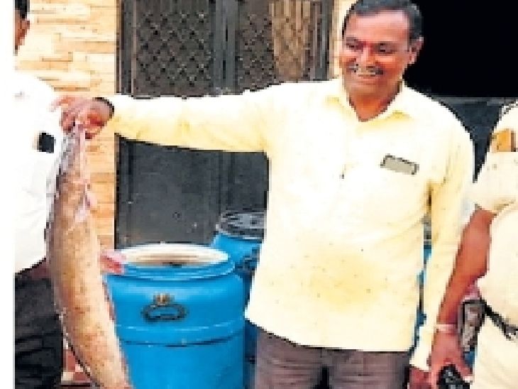 Production of 200 kilos of Mangur fish which is banned; Crime against ...