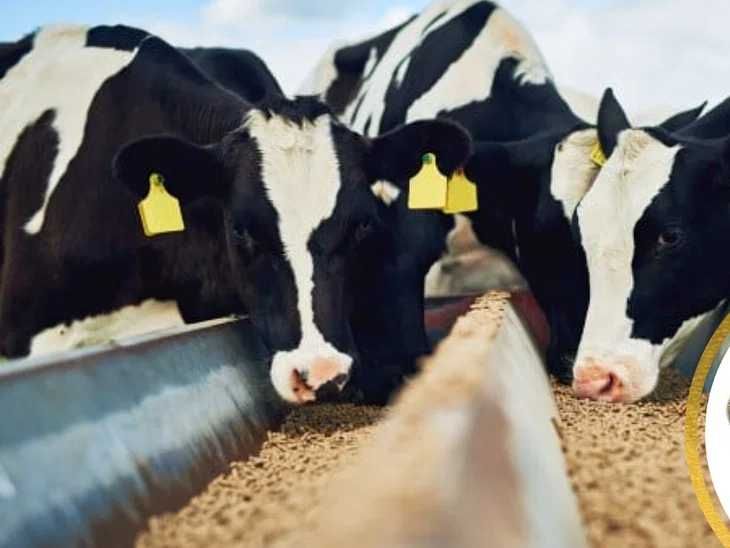 Distribution of mineral mixer, calcium to 150 cattle rearers in Nannaj ...