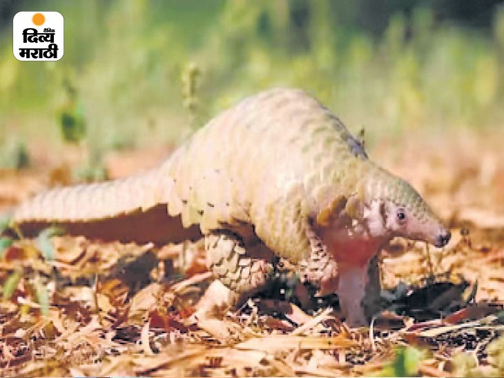 What is the exact number of scaly cats in the state? The forest ...