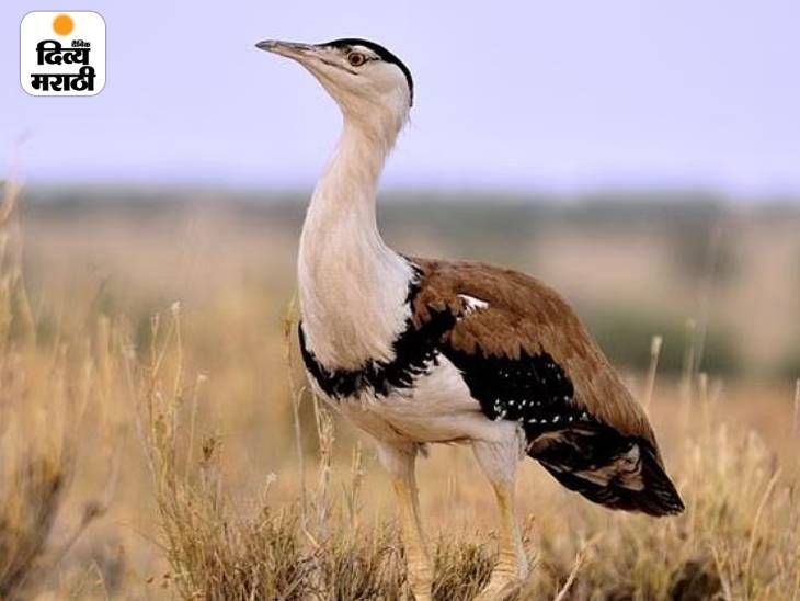 'Maldhok' Breeding Center In Nannaj Sanctuary| Team Of Wildlife ...