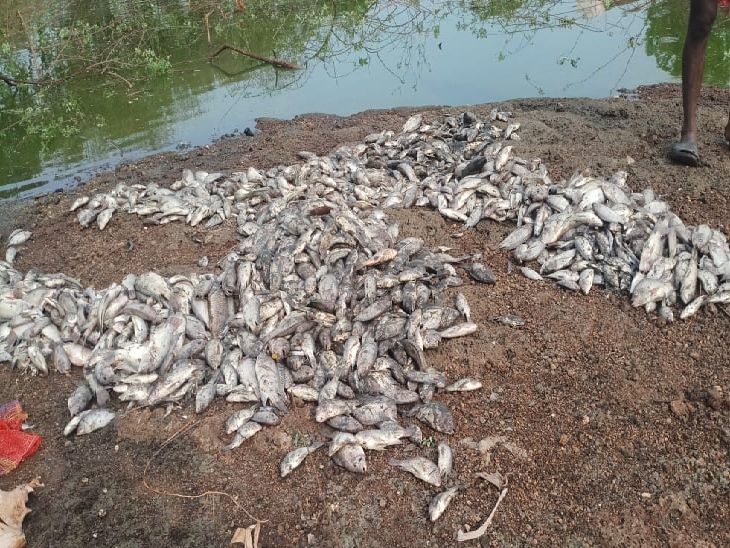 Dead fish littered the Jungi pond at Ambad | लाखो मासे मृत: अंबड येथील ...