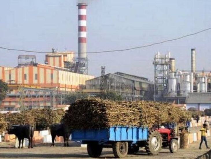 Maharashtra ranks third in sugar production in the world, highest sugar ...