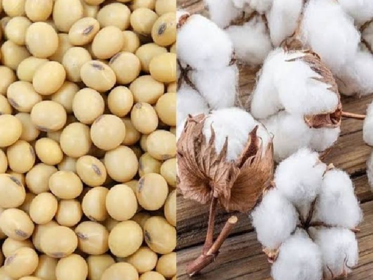 MSP for Kharif Crops 2023 Cotton Soyabean