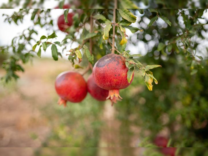 Pomegranate is priced at Rs 5100 in the sub-market of Karmad ...