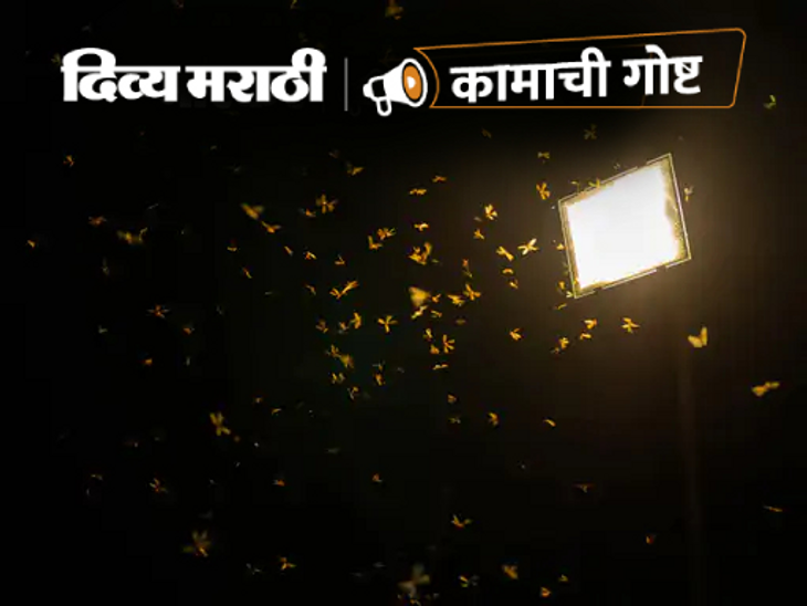 Monsoon Season Effective Tips To Get Rid Of Monsoon Insects Bugs | उपाय ...