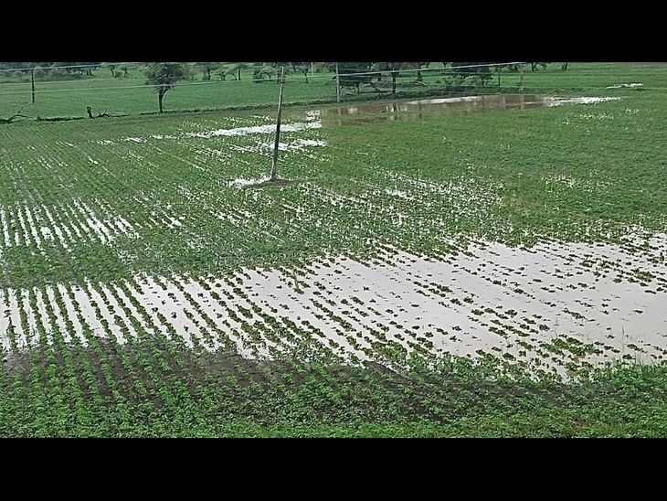 Crops in 20 thousand hectares of Nandgaon taluka affected by heavy rain ...