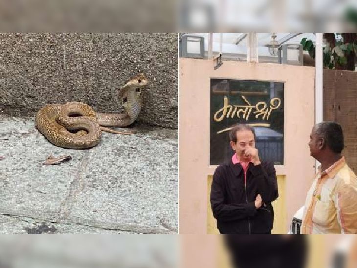 Snake Found Matoshree Uddhav Thackeray House Video Update | Cobra Snake