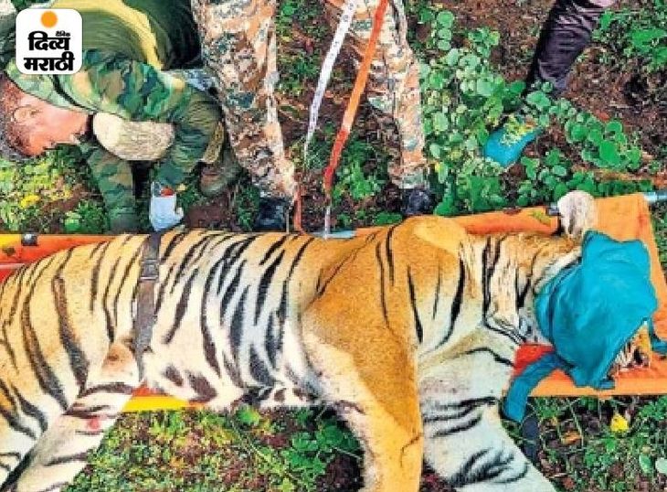 Tiger calf dies after being hit by car on forest road in Gondia ...
