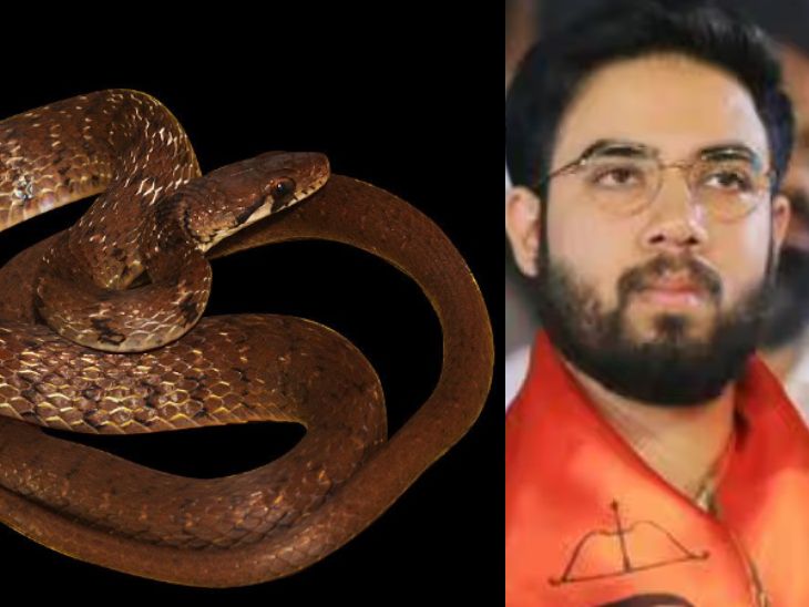 Tejas Uddhav Thackeray Discovered Snake New Species | Sahyadriophis ...