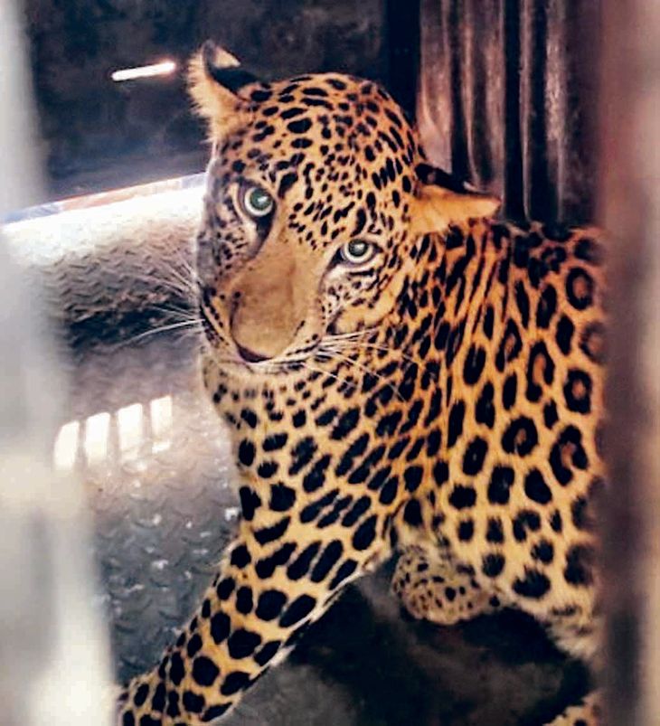 25 years ago 'Sara' raised the leopard line in Khandesh, third ...