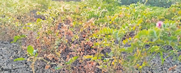 The gram crop in the district is in danger due to the outbreak of worm ...