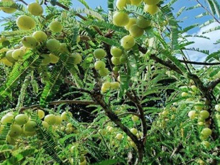 Amlaki Ekadashi on 20th March worshiping aawala tree 20 मार्च ही ...