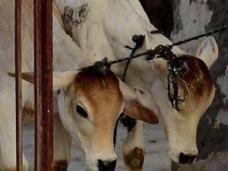 Free distribution of two thousand cows in five years, Jamod Goraksha ...