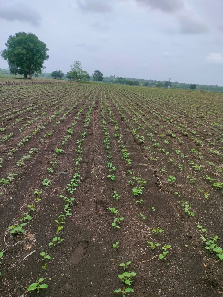 Soybean sowing on 26,303 hectares this year; Not farmers' cotton ...