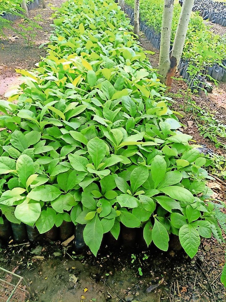 For environmental balance, 10 lakh saplings of rare trees will be ...