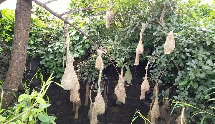 The season of making the head of the sugar bird begins, the work of ...