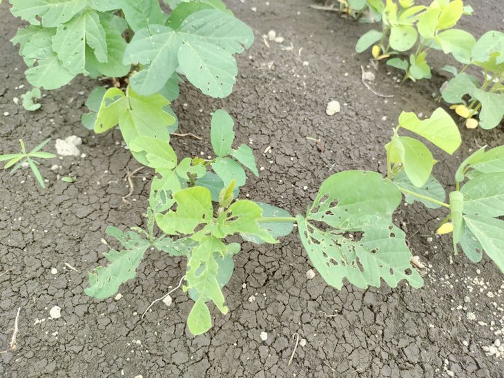 In Shirur Anantapal, outbreak of leaf-gnawing camel worm on soybeans ...