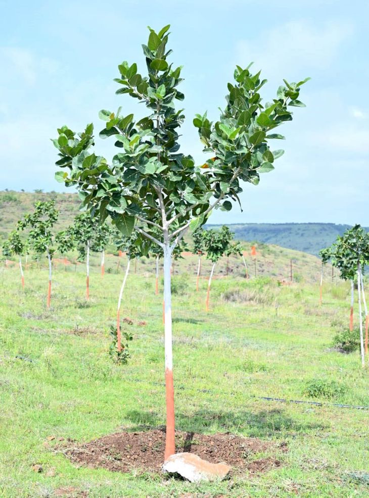 Kolhar village with the most vada trees, vada trees blossomed on ...