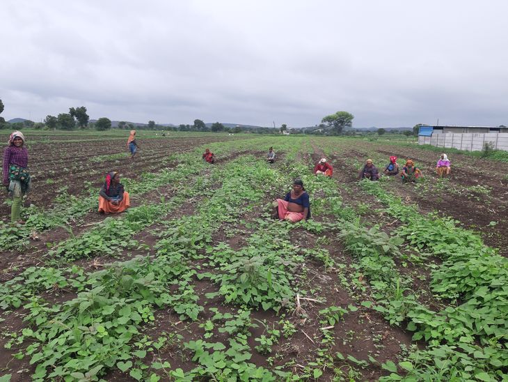 A break from the rain; Rapid intercropping of crops, providing large ...